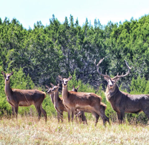 Red Stag Hunts in Texas - Rock Creek Ranch